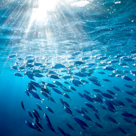 Learn About Us | Inaba