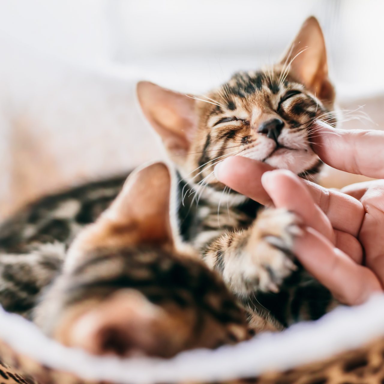 Learn About Us | Inaba